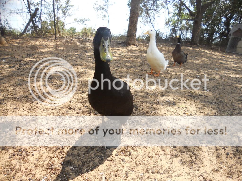 Ducks And Rabbits | BackYard Chickens - Learn How to Raise Chickens