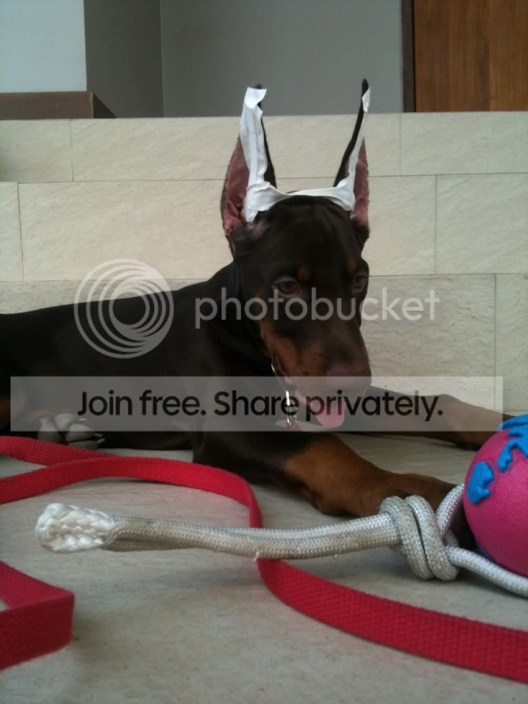 Getting rid of ear "pockets" | Doberman Forum : Doberman Breed Dog Forums